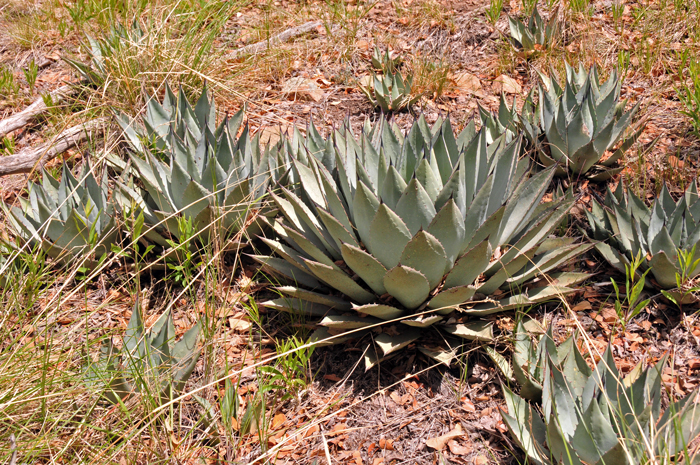 Agave parryi, Parry's Agave, Southwest Desert Flora