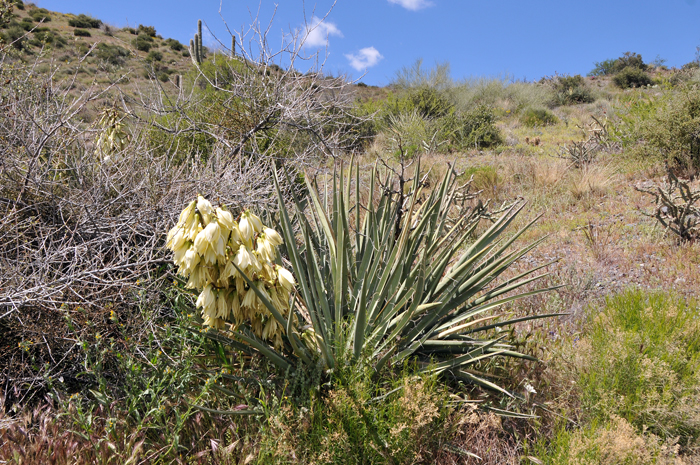 Yucca baccata, Banana Yucca, Southwest Desert Flora