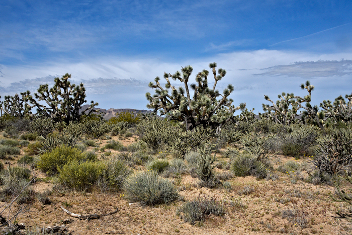 Yucca brevifolia, Joshua Tree, Southwest Desert Flora