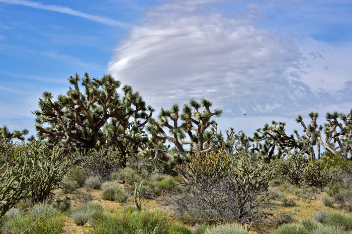 Yucca brevifolia, Joshua Tree, Southwest Desert Flora