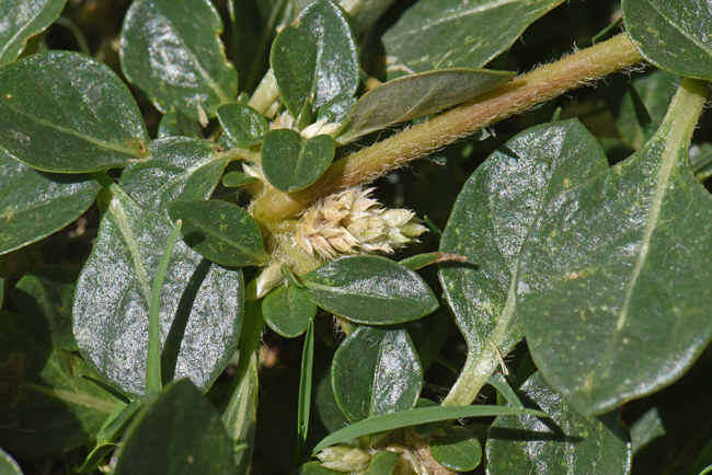 Alternanthera pungens, Khakiweed, Southwest Desert Flora