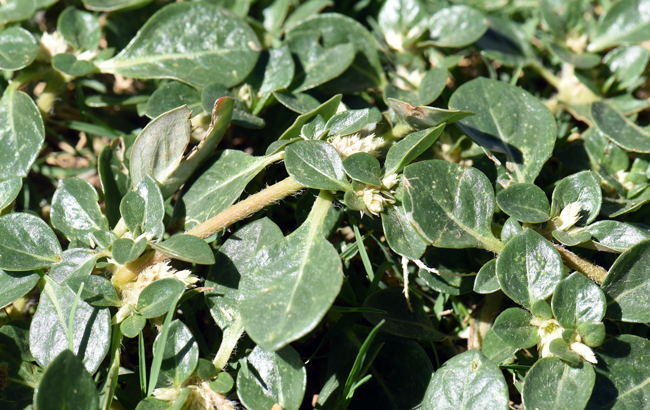 Alternanthera pungens, Khakiweed, Southwest Desert Flora