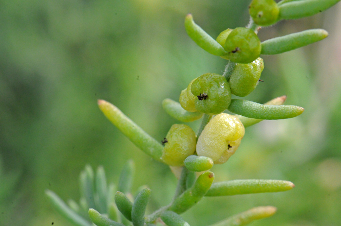 Enchylaena tomentosa, Ruby-Saltbush, Southwest Desert Flora