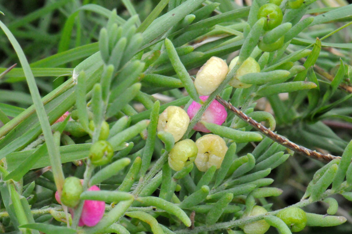 Enchylaena tomentosa, Ruby-Saltbush, Southwest Desert Flora
