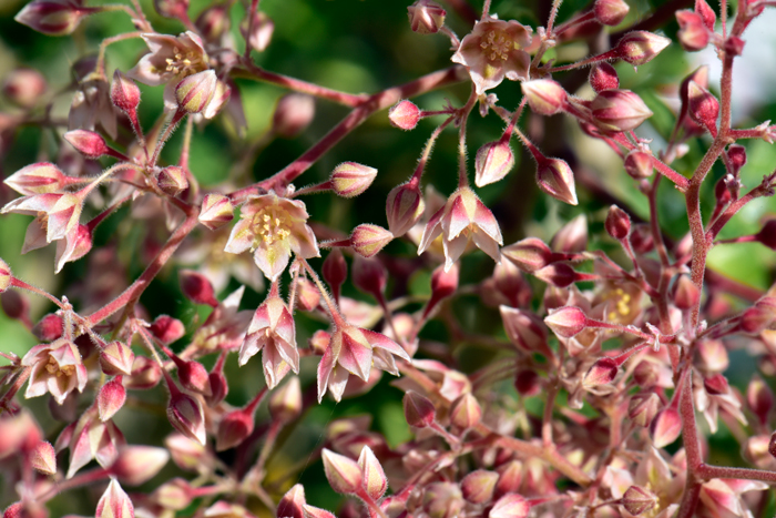 Pachycormus discolor, Baja Elephant Tree, Southwest Desert Flora