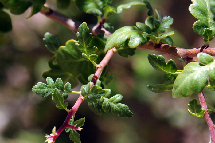 Pachycormus discolor, Baja Elephant Tree, Southwest Desert Flora