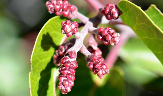 Rhus ovata, Sugar Sumac, Southwest Desert Flora
