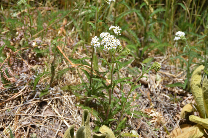 Achillea millefolium, Common Yarrow