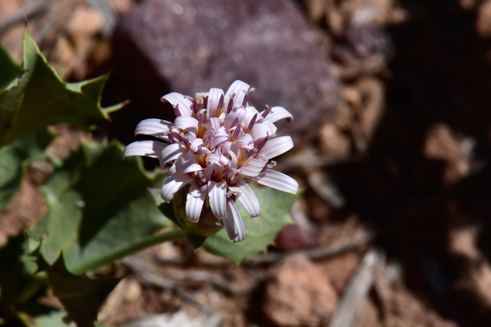 Acourtia nana, Dwarf Desertpeony, Southwest Desert Flora
