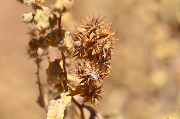 Ambrosia deltoidea, Triangle-leaf Bursage, Southwest Desert Flora