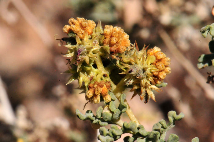 Ambrosia dumosa, White Bursage, Southwest Desert Flora