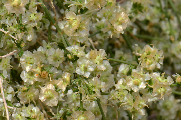 Ambrosia salsola, Cheesebush, Southwest Desert Flora
