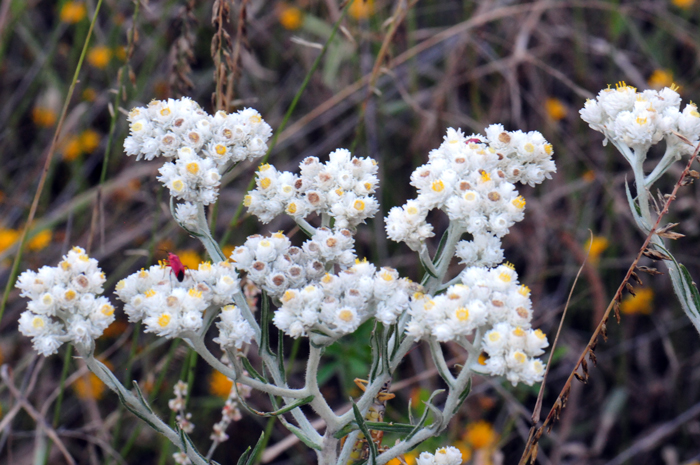 Anaphalis margaritacea, Western Pearly Everlasting, Southwest Desert Flora