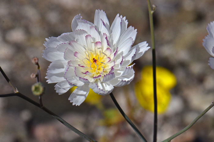 Atrichoseris platyphylla, Parachute Plant, Southwest Desert Flora