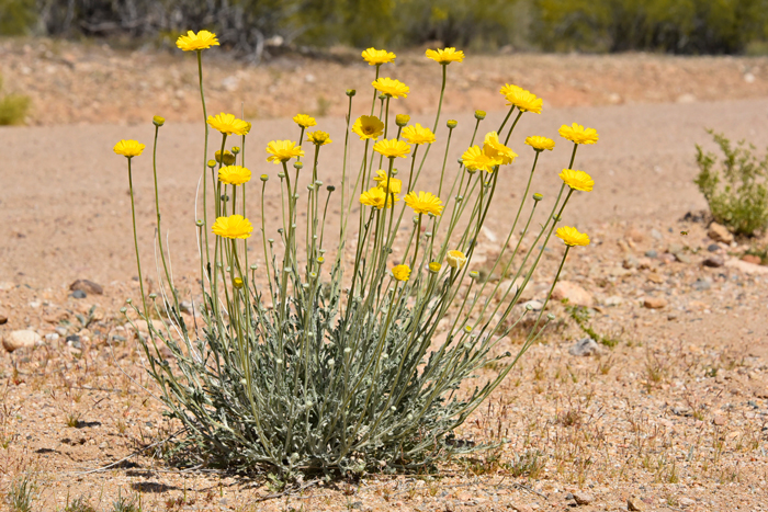 Baileya multiradiata, Desert Marigold, Southwest Desert Flora