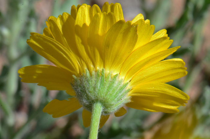Baileya pleniradiata, Woolly Desert Marigold, Southwest Desert Flora
