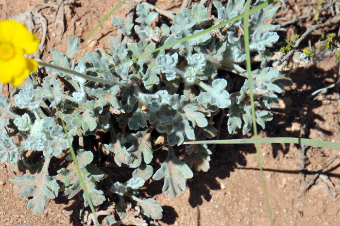 Baileya pleniradiata, Woolly Desert Marigold, Southwest Desert Flora