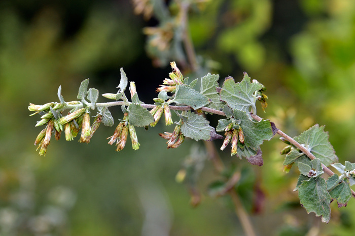 Brickellia californica, California Brickellbush, Southwest Desert Flora