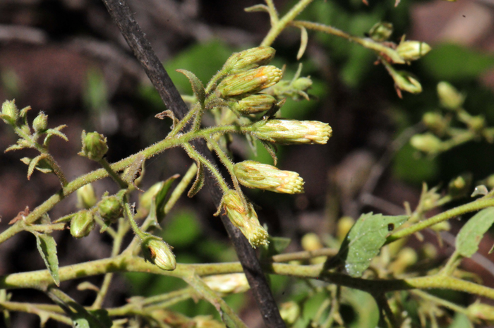 Brickellia floribunda, Chihuahuan Brickellbush, Southwest Desert Flora