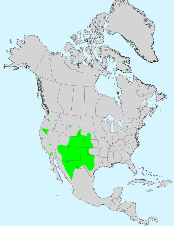 Cirsium ochrocentrum, Yellowspine Thistle, Southwest Desert Flora