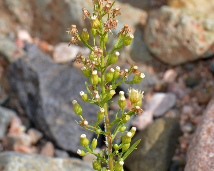 Conyza canadensis, Canadian Horseweed, Southwest Desert Flora