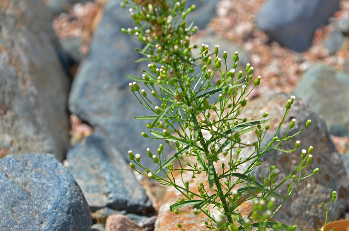 Conyza canadensis, Canadian Horseweed, Southwest Desert Flora