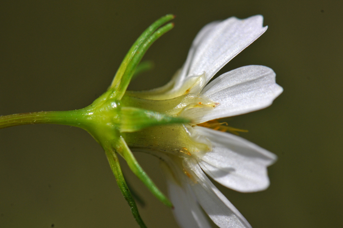 Cosmos parviflorus, Southwestern Cosmos, Southwest Desert Flora
