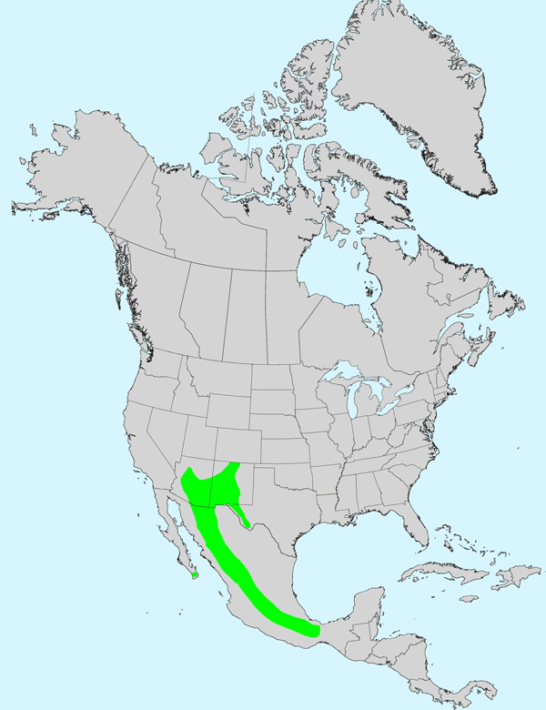 Cosmos parviflorus, Southwestern Cosmos, Southwest Desert Flora