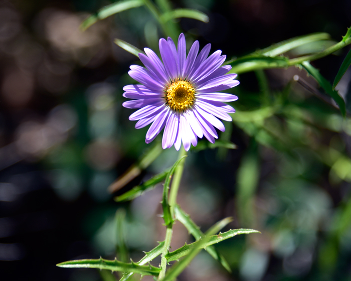 Dieteria canescens, Hoary Tansyaster, Southwest Desert Flora