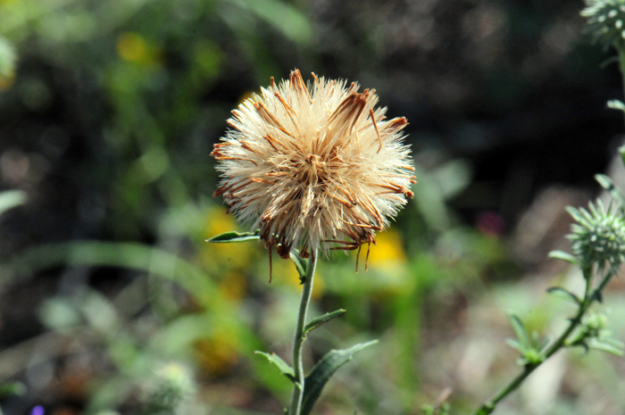 Dieteria canescens, Hoary Tansyaster, Southwest Desert Flora