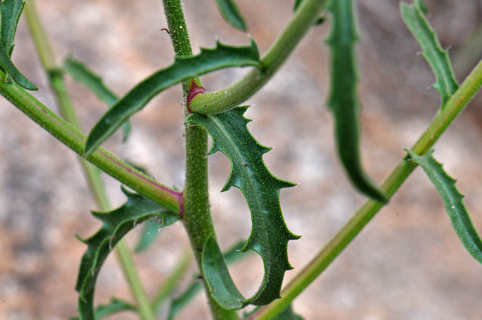 Dieteria canescens, Hoary Tansyaster, Southwest Desert Flora
