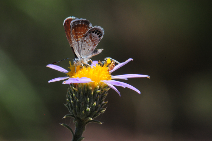 Dieteria canescens, Hoary Tansyaster, Southwest Desert Flora