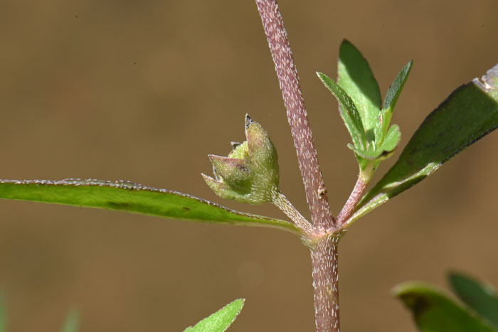 Eclipta prostrata, False Daisy, Southwest Desert Flora