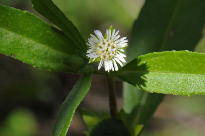 Eclipta prostrata, False Daisy, Southwest Desert Flora