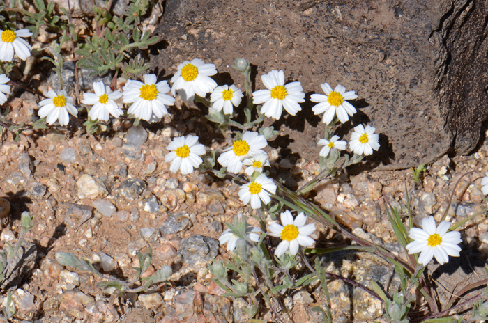 Eriophyllum lanosum (Antheropeas lanosum), White Woolly Daisy ...