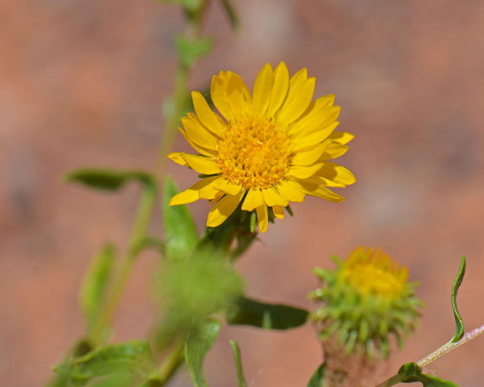 Grindelia squarrosa, Curlycup Gumweed, Southwest Desert Flora