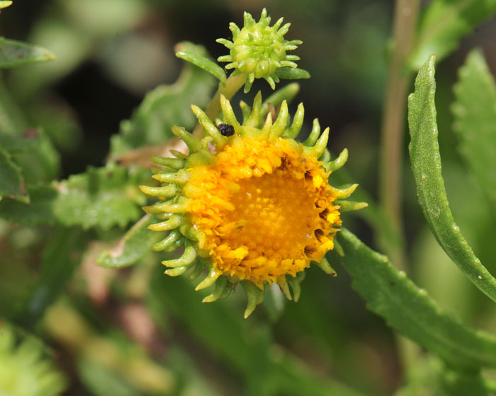 Grindelia squarrosa, Curlycup Gumweed, Southwest Desert Flora