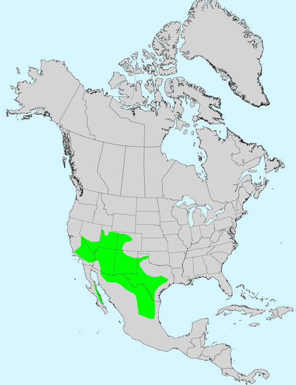 Gutierrezia microcephala, Threadleaf Snakeweed, Southwest Desert Flora