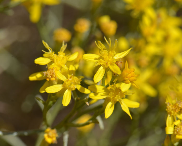 Gutierrezia sarothrae, Broom Snakeweed, Southwest Desert Flora