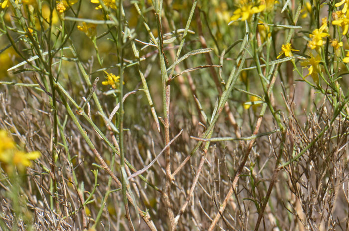Gutierrezia sarothrae, Broom Snakeweed, Southwest Desert Flora