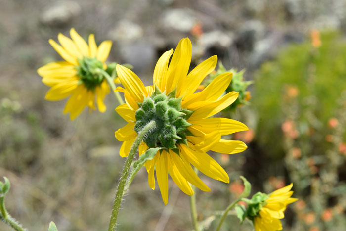 Helianthus annuus, Common Sunflower, Southwest Desert Flora