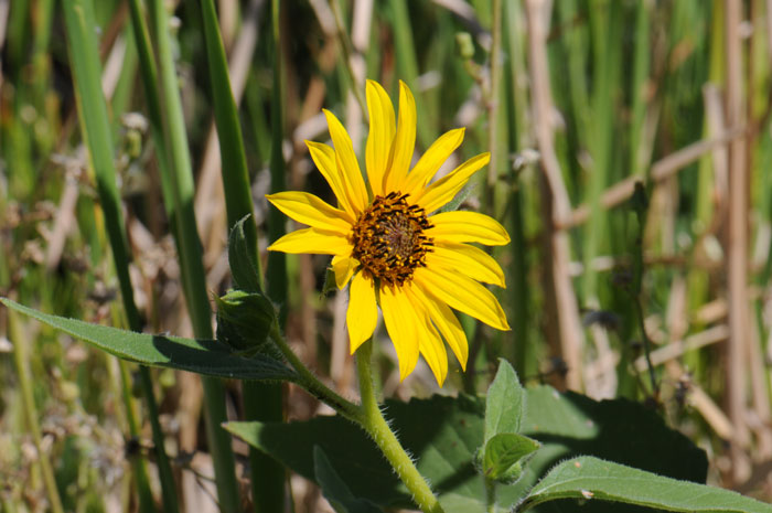 Helianthus annuus, Common Sunflower, Southwest Desert Flora