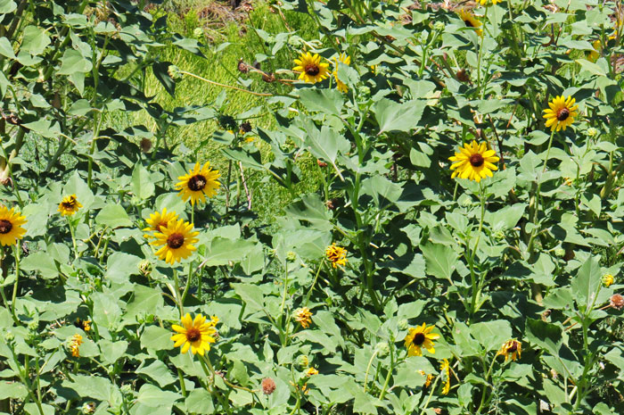 Helianthus annuus, Common Sunflower, Southwest Desert Flora