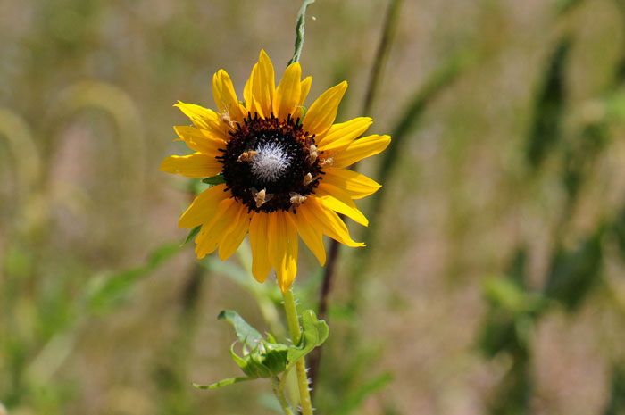 Helianthus petiolaris, Prairie Sunflower, Southwest Desert Flora