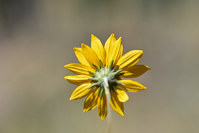 Heliomeris longifolia, Longleaf False Goldeneye, Southwest Desert Flora