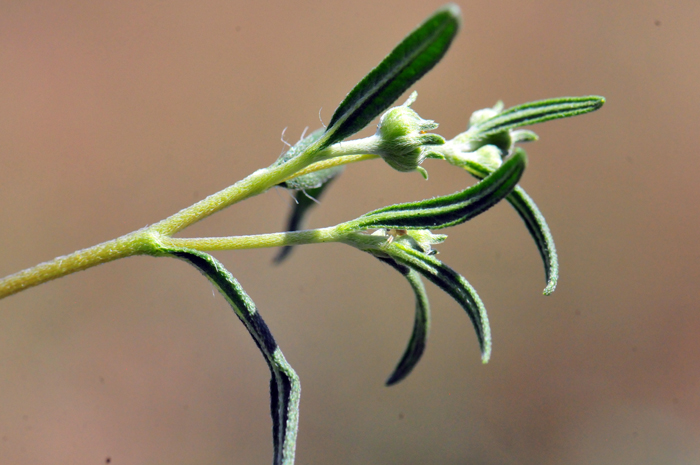 Heliomeris longifolia, Longleaf False Goldeneye, Southwest Desert Flora