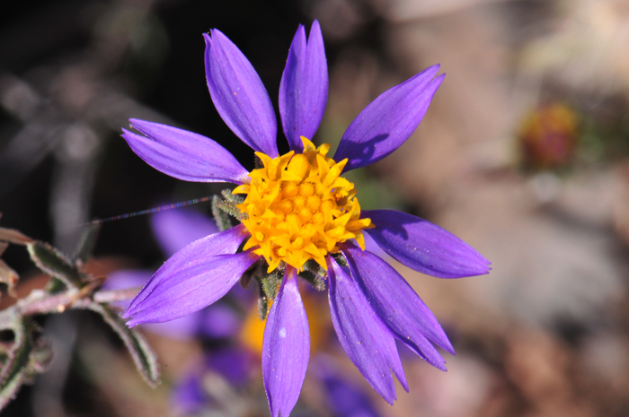 Machaeranthera tagetina, Mesa Tansyaster, Southwest Desert Flora