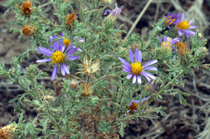 Machaeranthera tagetina, Mesa Tansyaster, Southwest Desert Flora