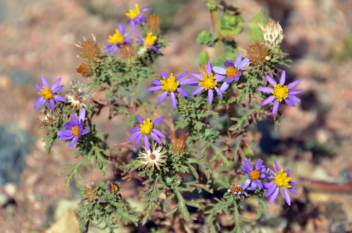 Machaeranthera tagetina, Mesa Tansyaster, Southwest Desert Flora