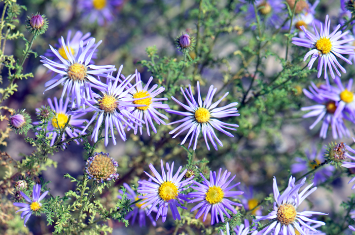 Machaeranthera tanacetifolia, Tansyleaf Tansyaster, Southwest Desert Flora